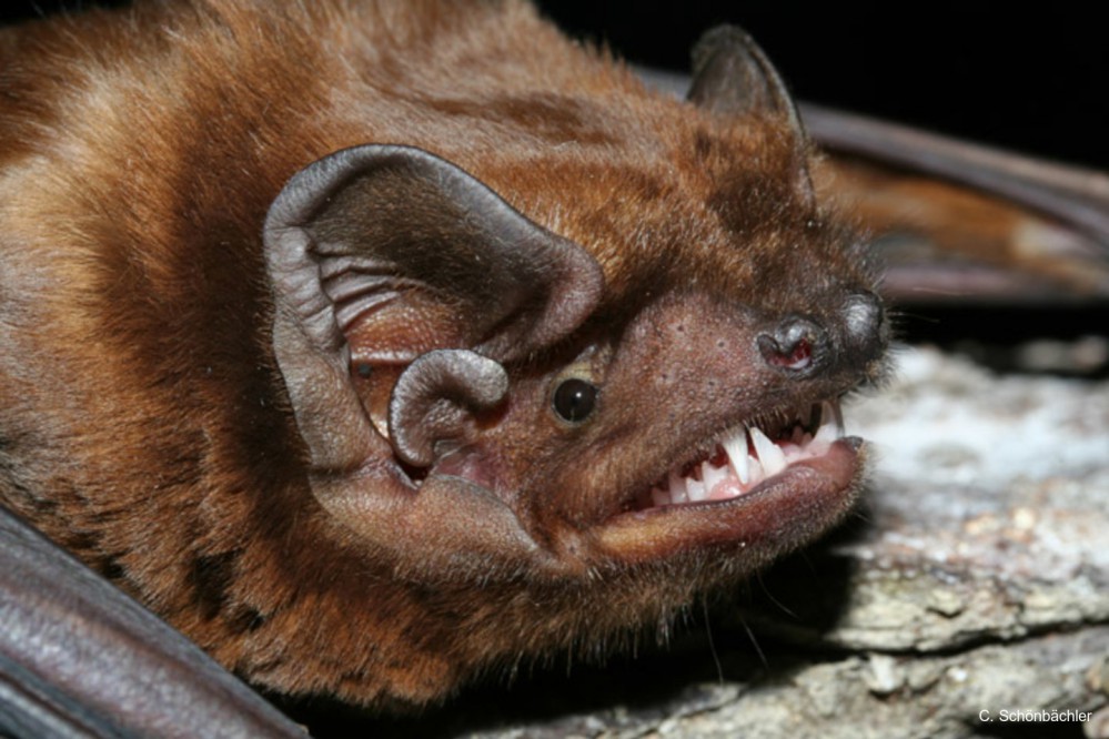 Portrait de grande noctule - Les chauves-souris de Rhône-Alpes