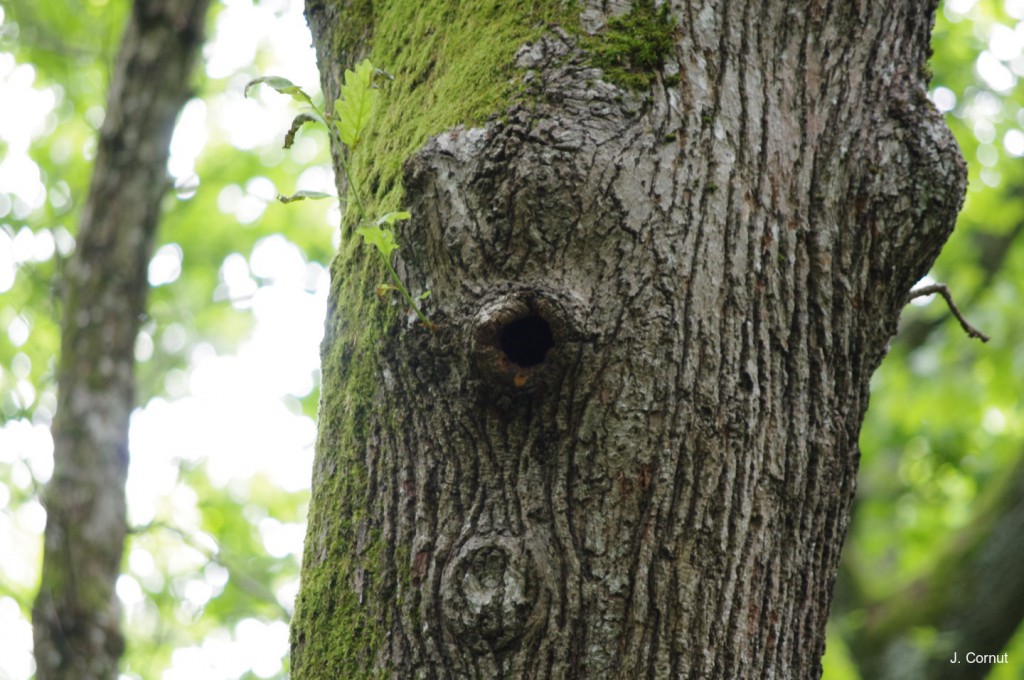 Oreillard roux - Les chauves-souris de Rhône-Alpes