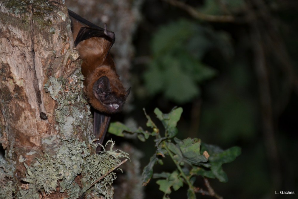 Grande noctule - Les chauves-souris de Rhône-Alpes