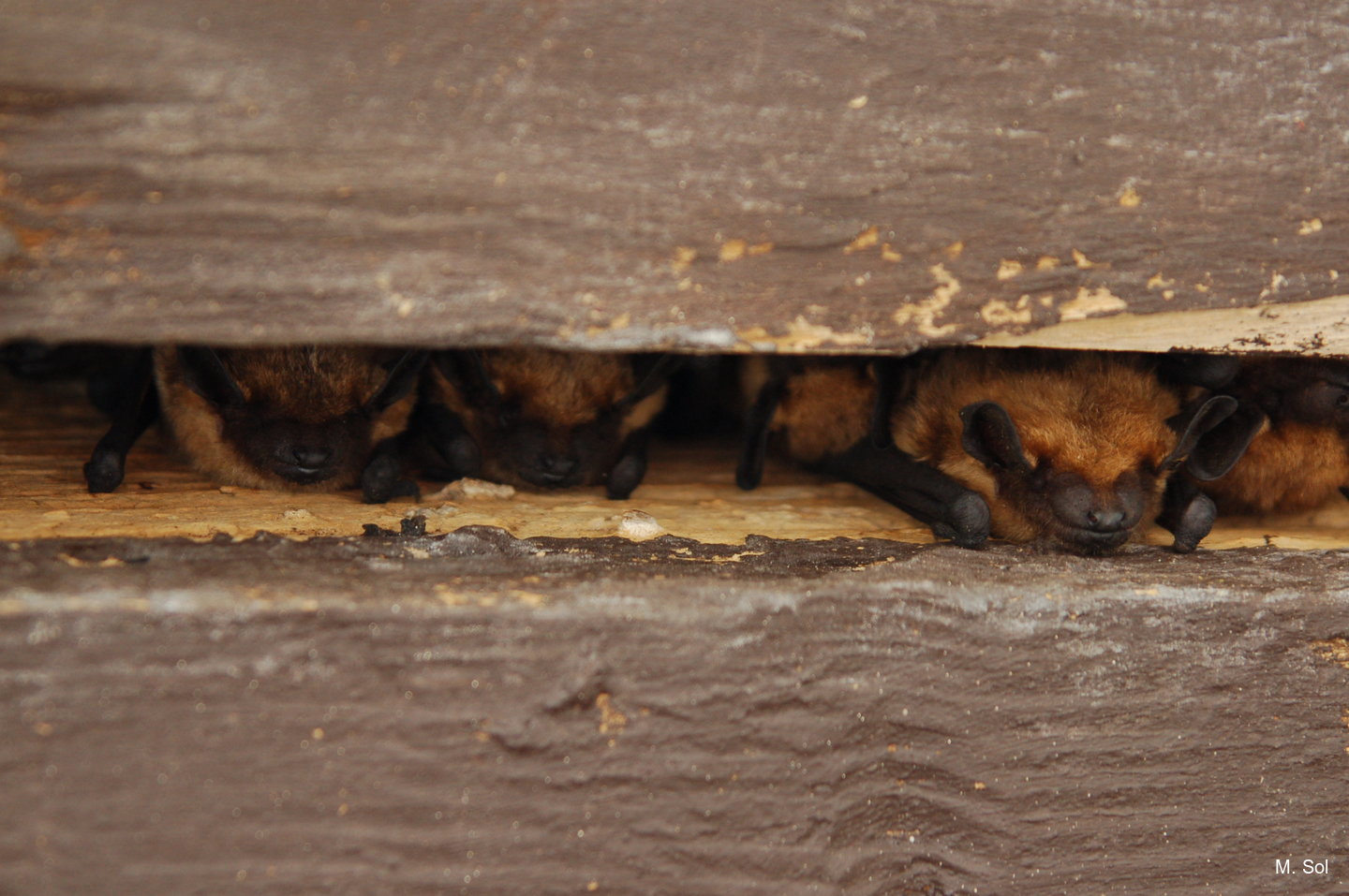 Colonie de sérotine commune - Les chauves-souris de Rhône-Alpes