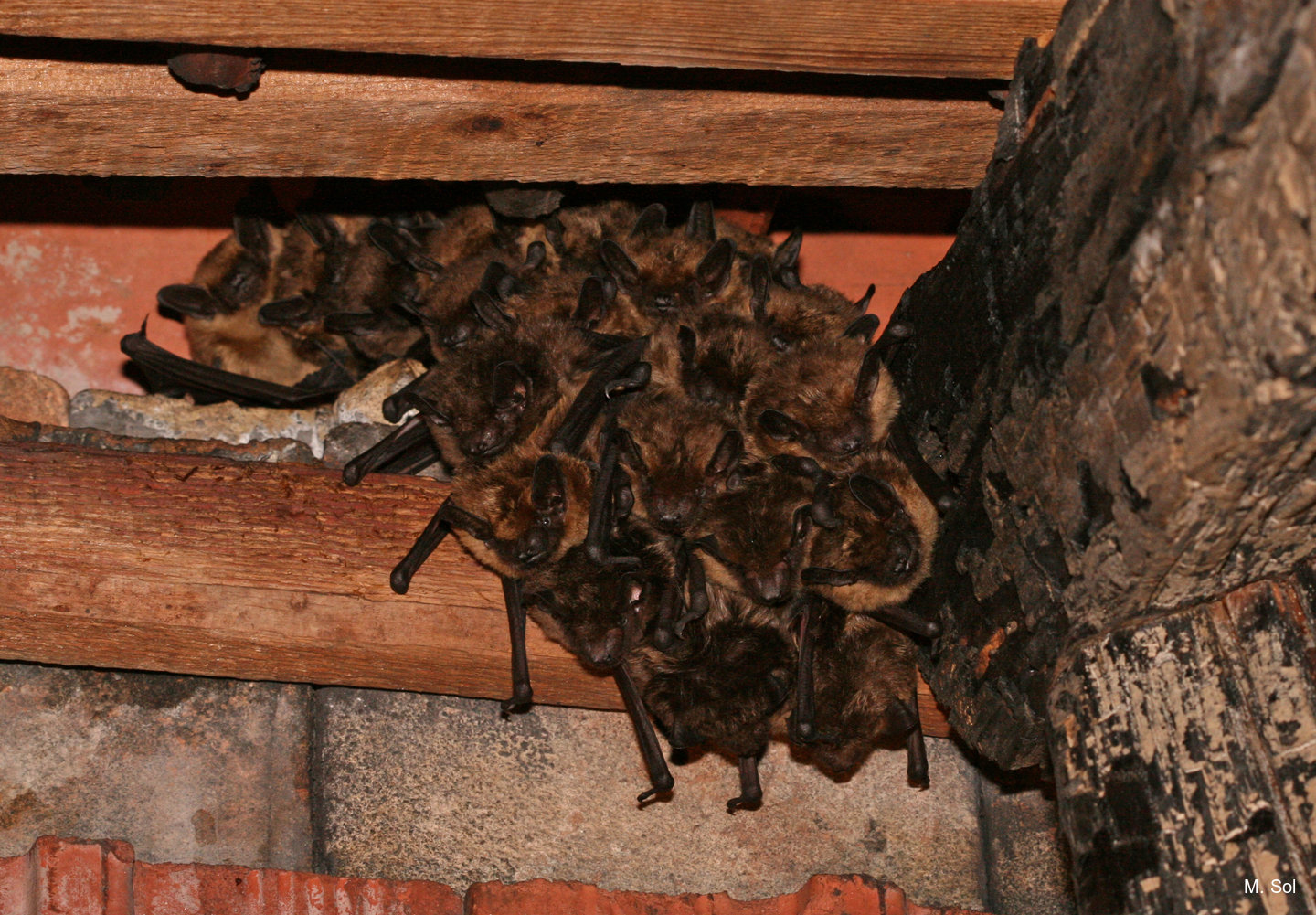 Colonie de parturition de sérotine commune - Les chauves-souris de ...