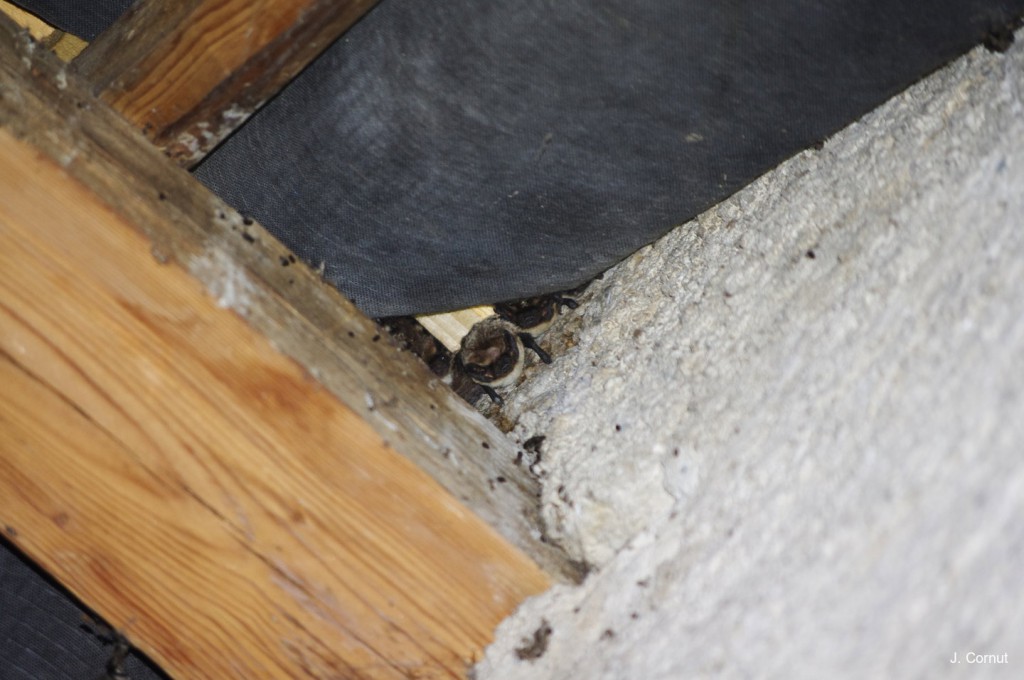 Sérotine bicolore - Les chauves-souris de Rhône-Alpes