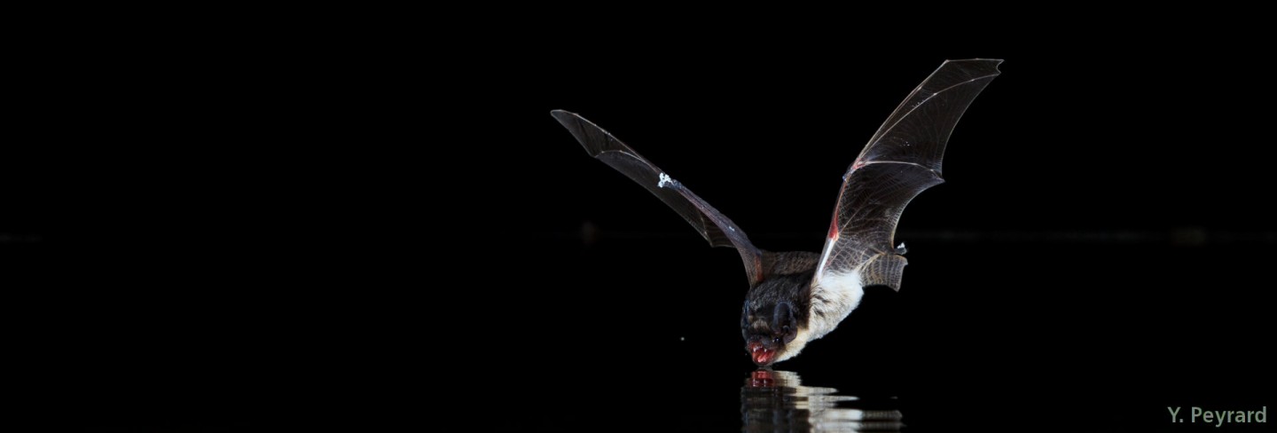Sérotine bicolore sur un point d’eau - Les chauves-souris de Rhône-Alpes